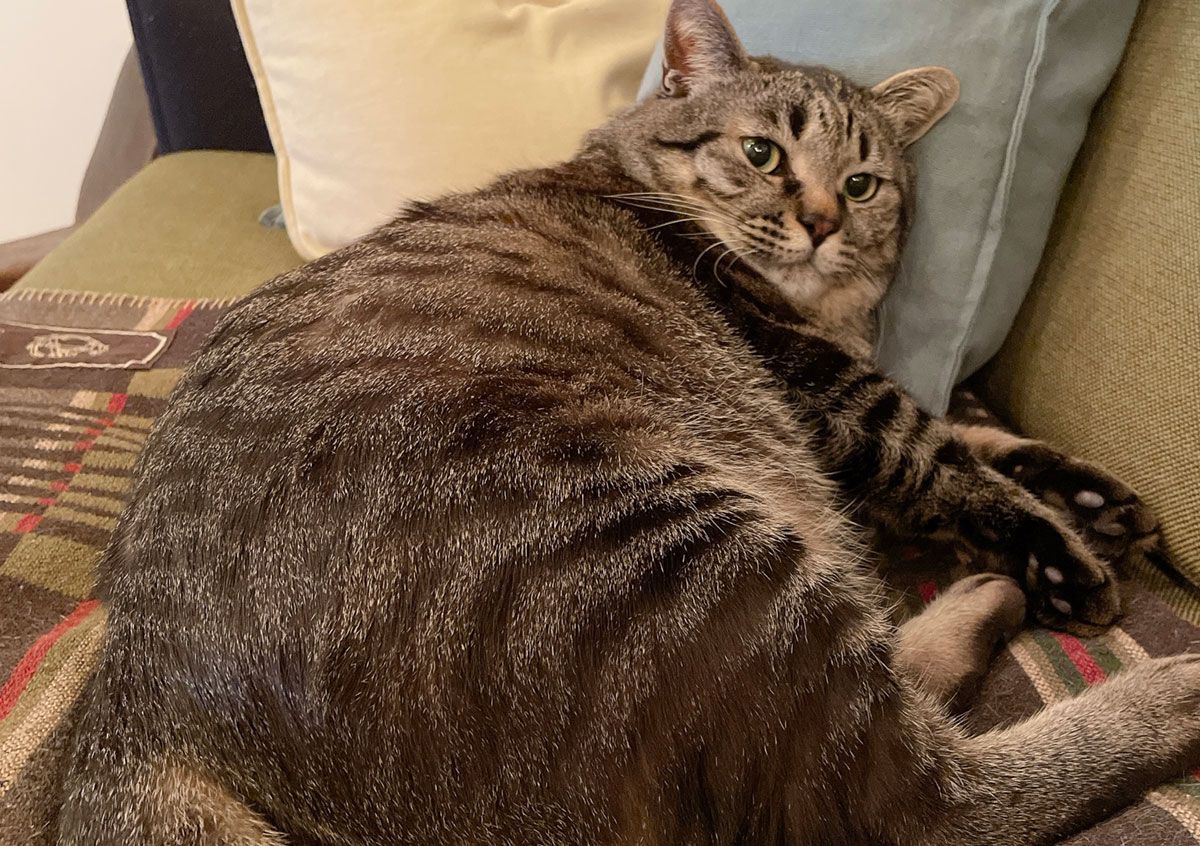 お昼寝、邪魔しやんといて！【ぽっちゃり猫、れみのピースフル記。vol.37】 | TRILL【トリル】