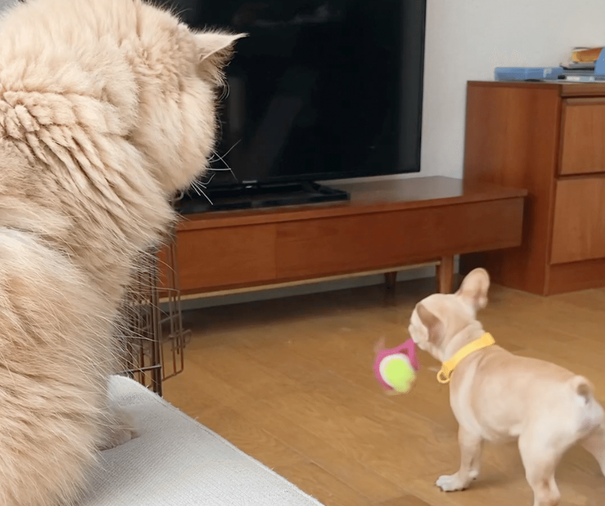 同居犬ボンドとの出合い。【寝ぼすけヨーダ、ぽかぽかの毎日。 vol.19】 | TRILL【トリル】