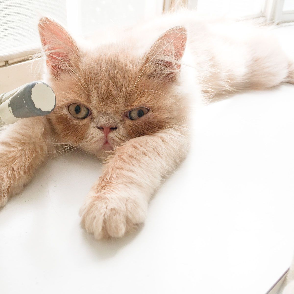 ベビーヨーダだよ。【寝ぼすけヨーダ、ぽかぽかの毎日。 vol.20】 | TRILL【トリル】