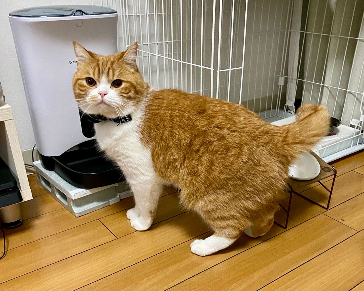 ごはん待機中。【とろろ、もふもふDays。vol.77】 | TRILL【トリル】