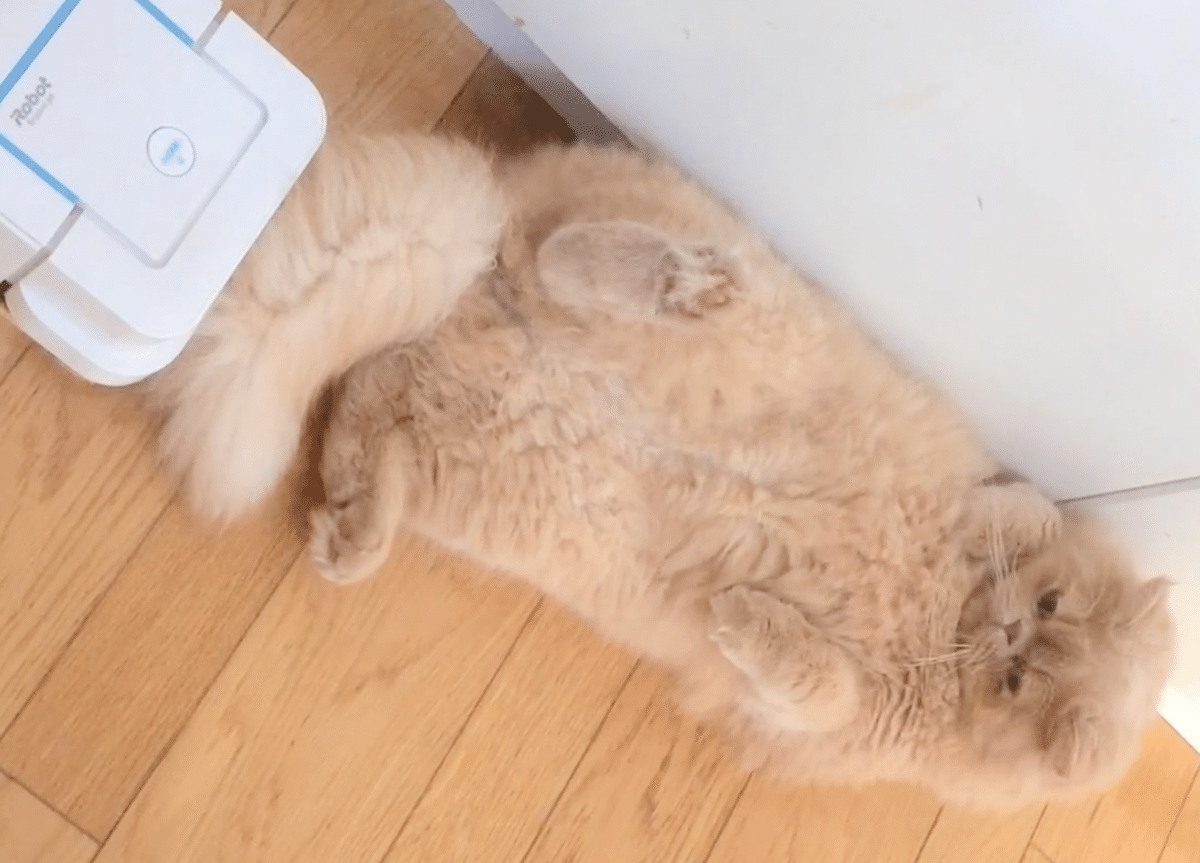 案外、武闘派なのさ。【寝ぼすけヨーダ、ぽかぽかの毎日。 vol.22】 | TRILL【トリル】