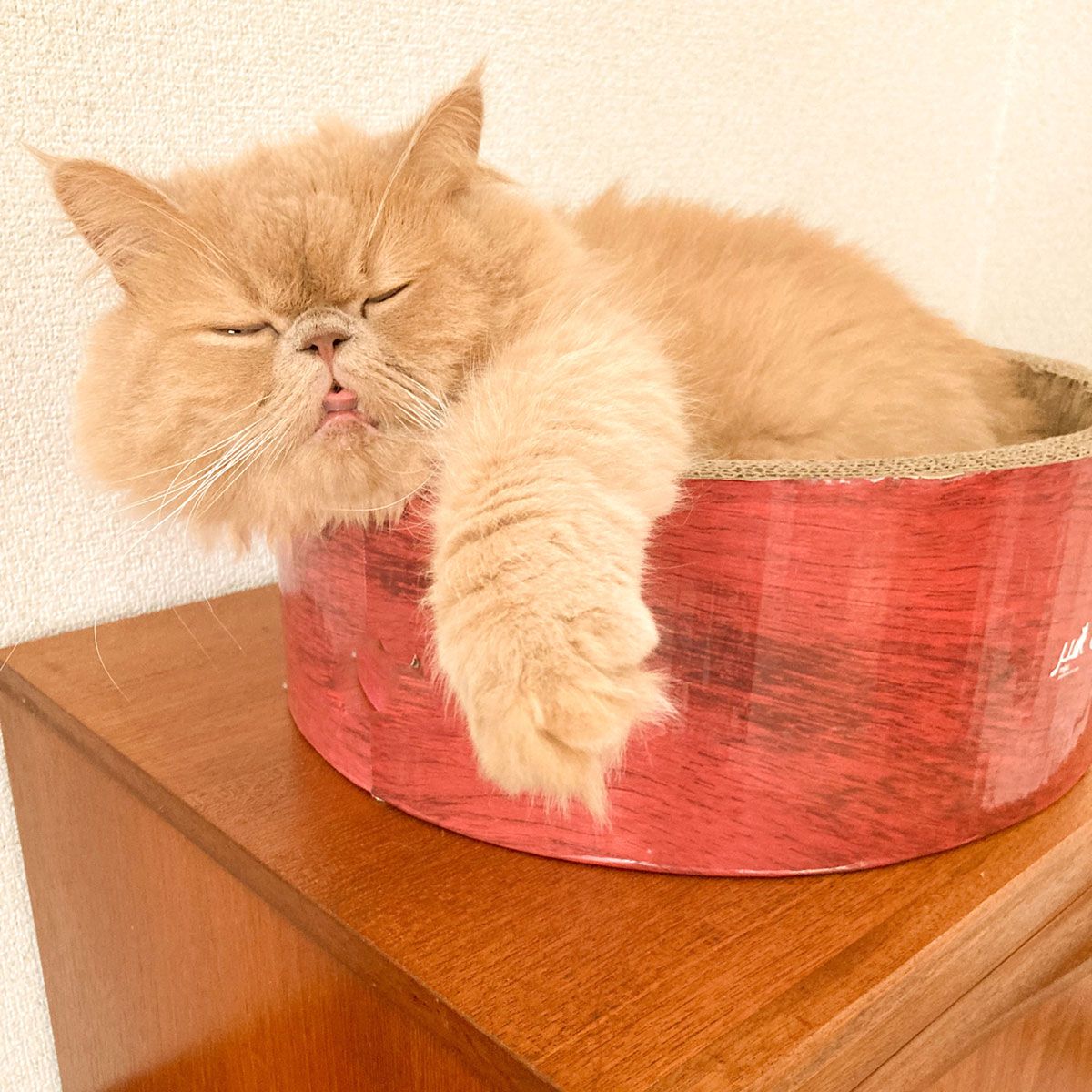 ちょっと待ってね。【寝ぼすけヨーダ、ぽかぽかの毎日。 vol.23】 | TRILL【トリル】