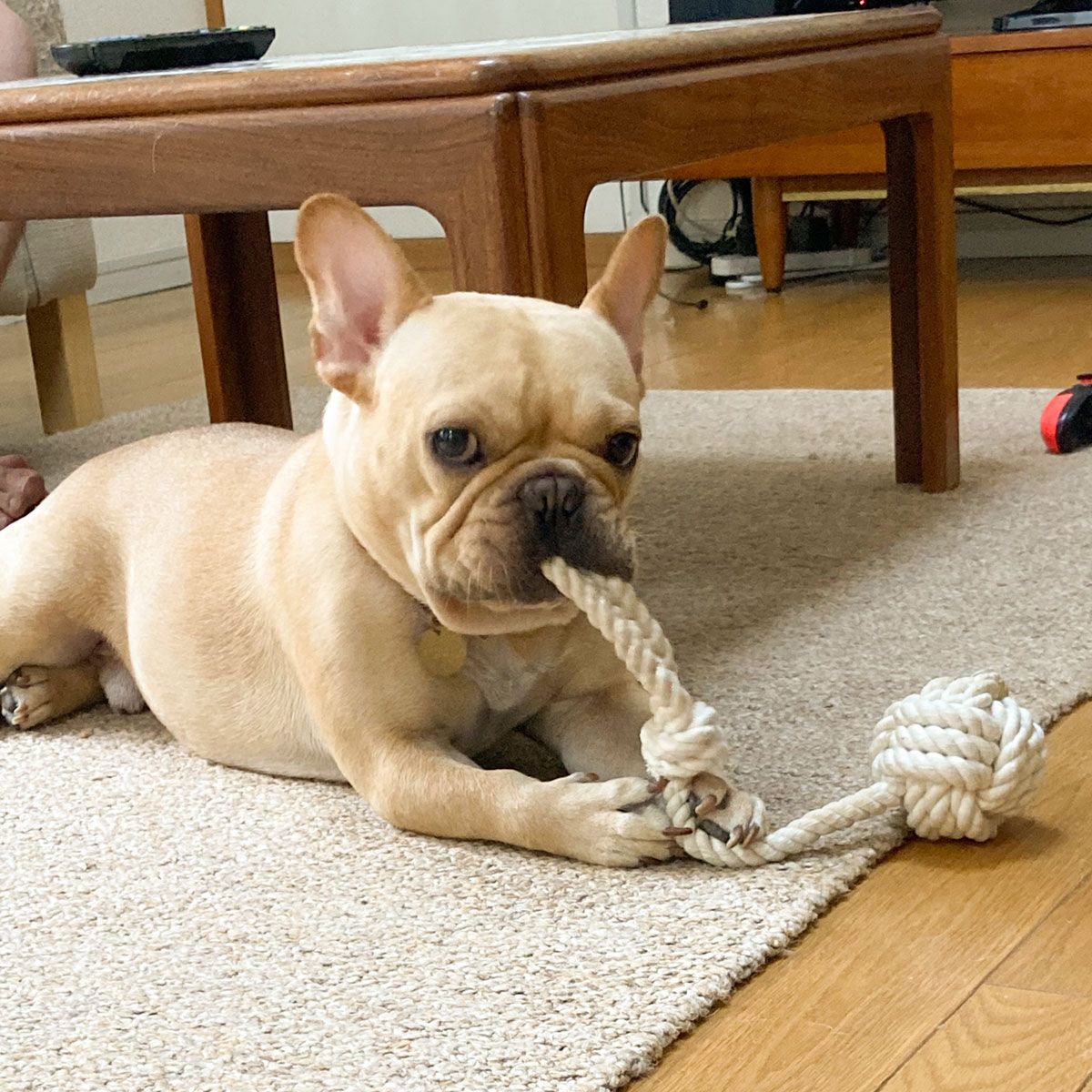 解体作業犬、ボンド。【寝ぼすけヨーダ、ぽかぽかの毎日。 vol.26】 | TRILL【トリル】