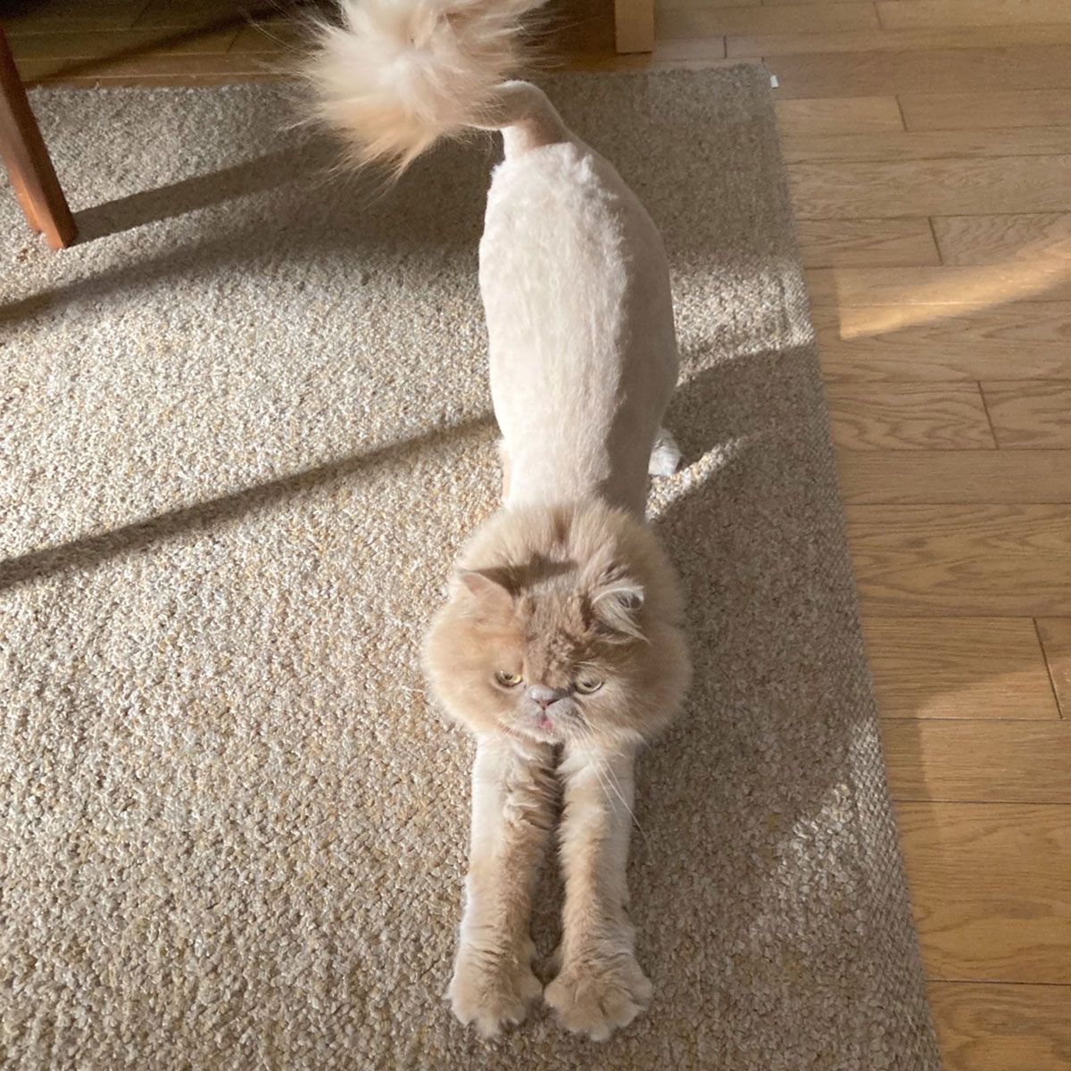 ときには、スッキリスタイルで。【寝ぼすけヨーダ、ぽかぽかの毎日。 vol.27】 | TRILL【トリル】