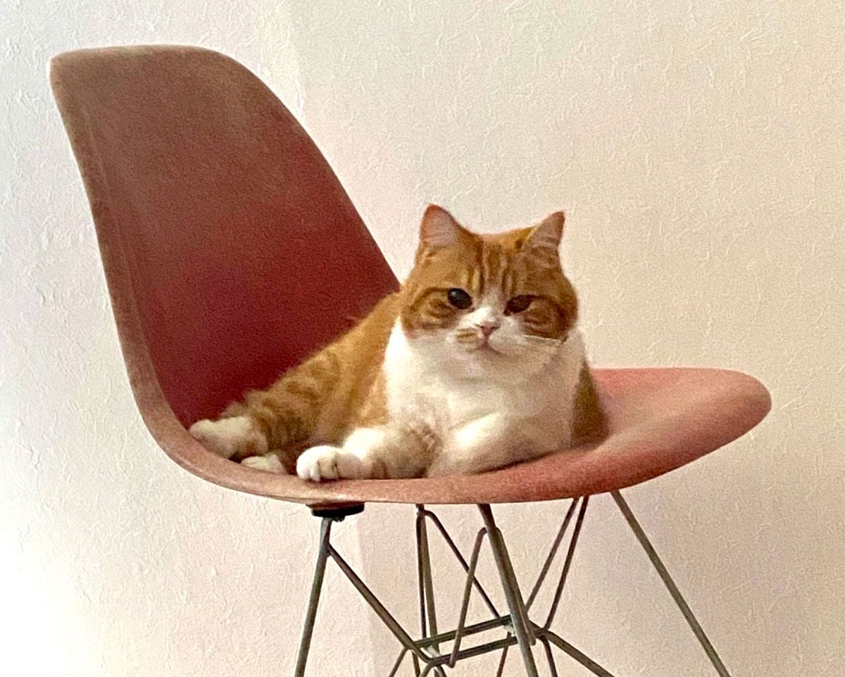 とろろ、くるりんぱっ！【とろろ、もふもふDays。vol.78】 | TRILL【トリル】