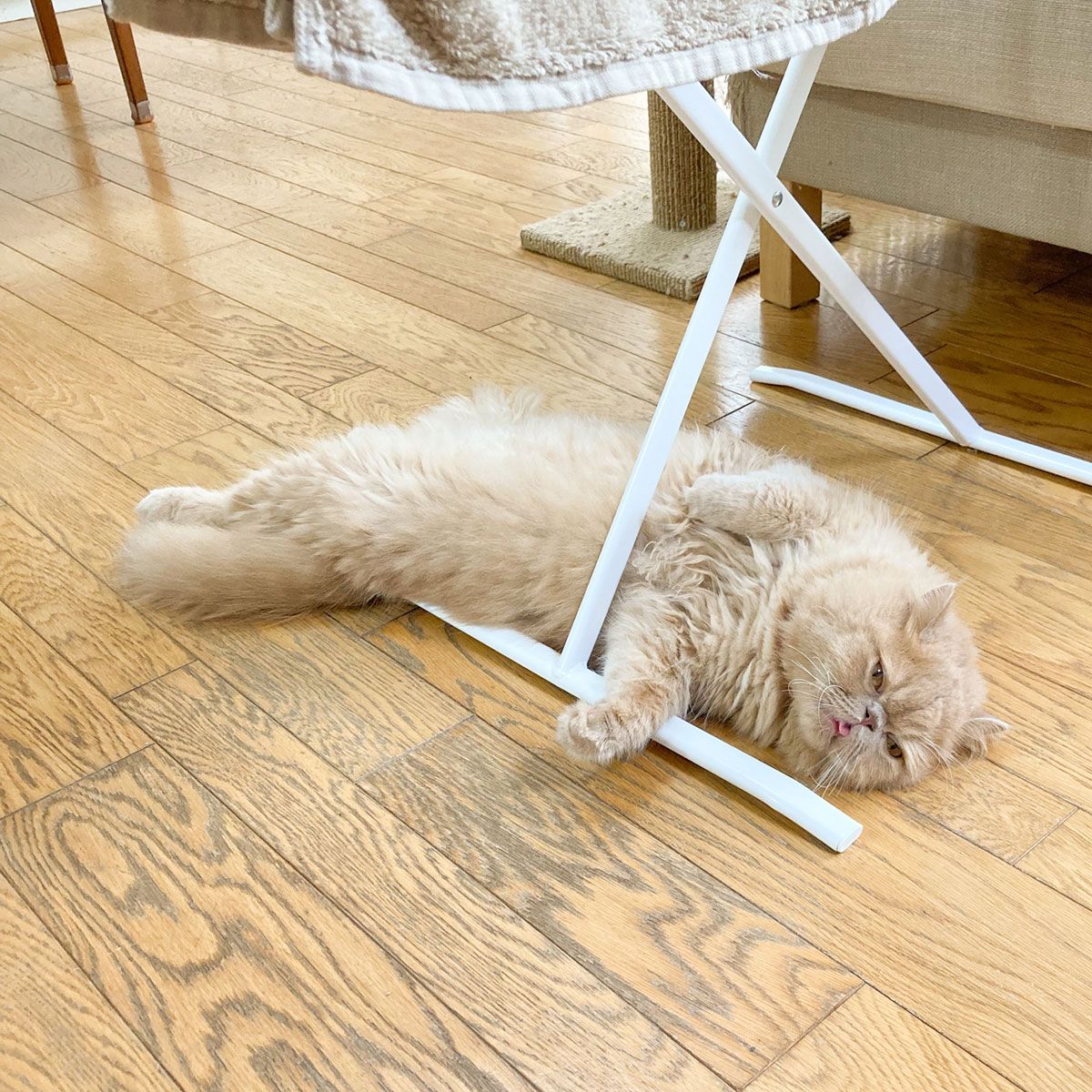 どこでも寝られるよ。【寝ぼすけヨーダ、ぽかぽかの毎日。 vol.28】 | TRILL【トリル】