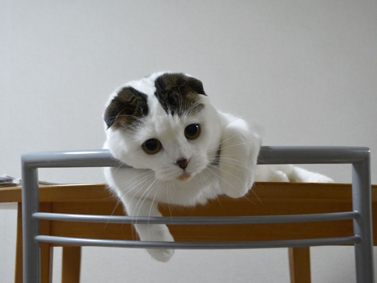 オレの長年のお気に入り。【いなほ、オレ物語。vol.181】 | TRILL【トリル】