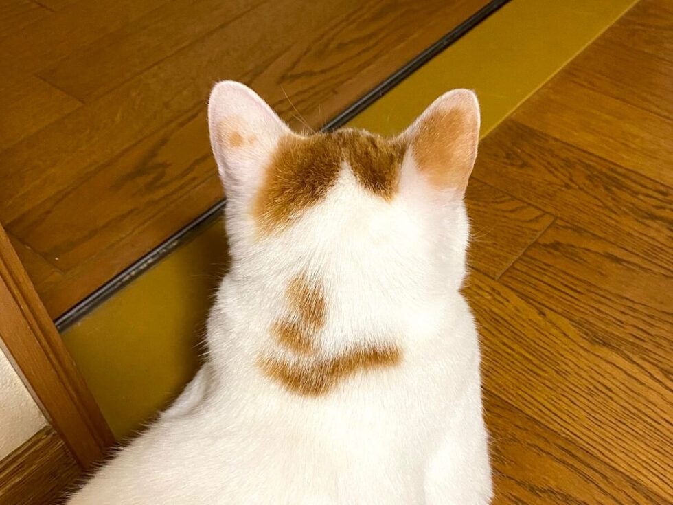 首の後ろに達筆なカタカナ文字がある茶白猫のつくねちゃん、13万人が驚いた衝撃の模様とは？ | TRILL【トリル】