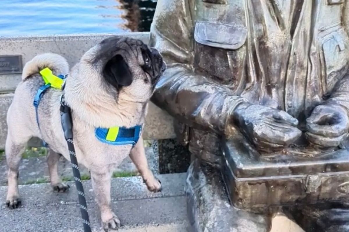 一緒に遊んでほしいの？ベンチに座る男性に声をかけるパグですが・・【海外・動画】 | TRILL【トリル】