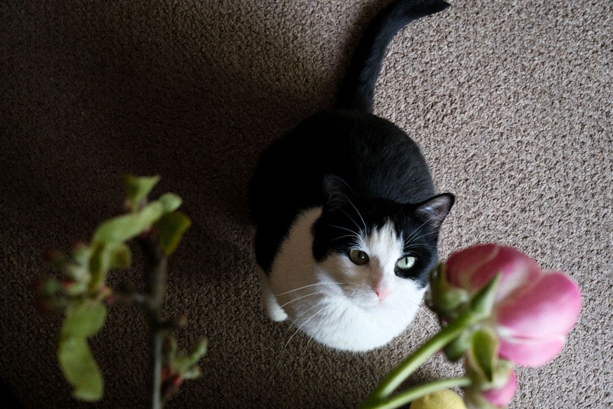 花に興味はあるものの……。【おちゃめMaruのカナダ生活。 vol.61】 | TRILL【トリル】