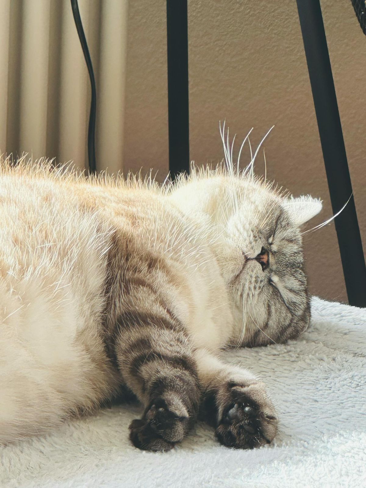 本日の美人猫vol.579 | TRILL【トリル】