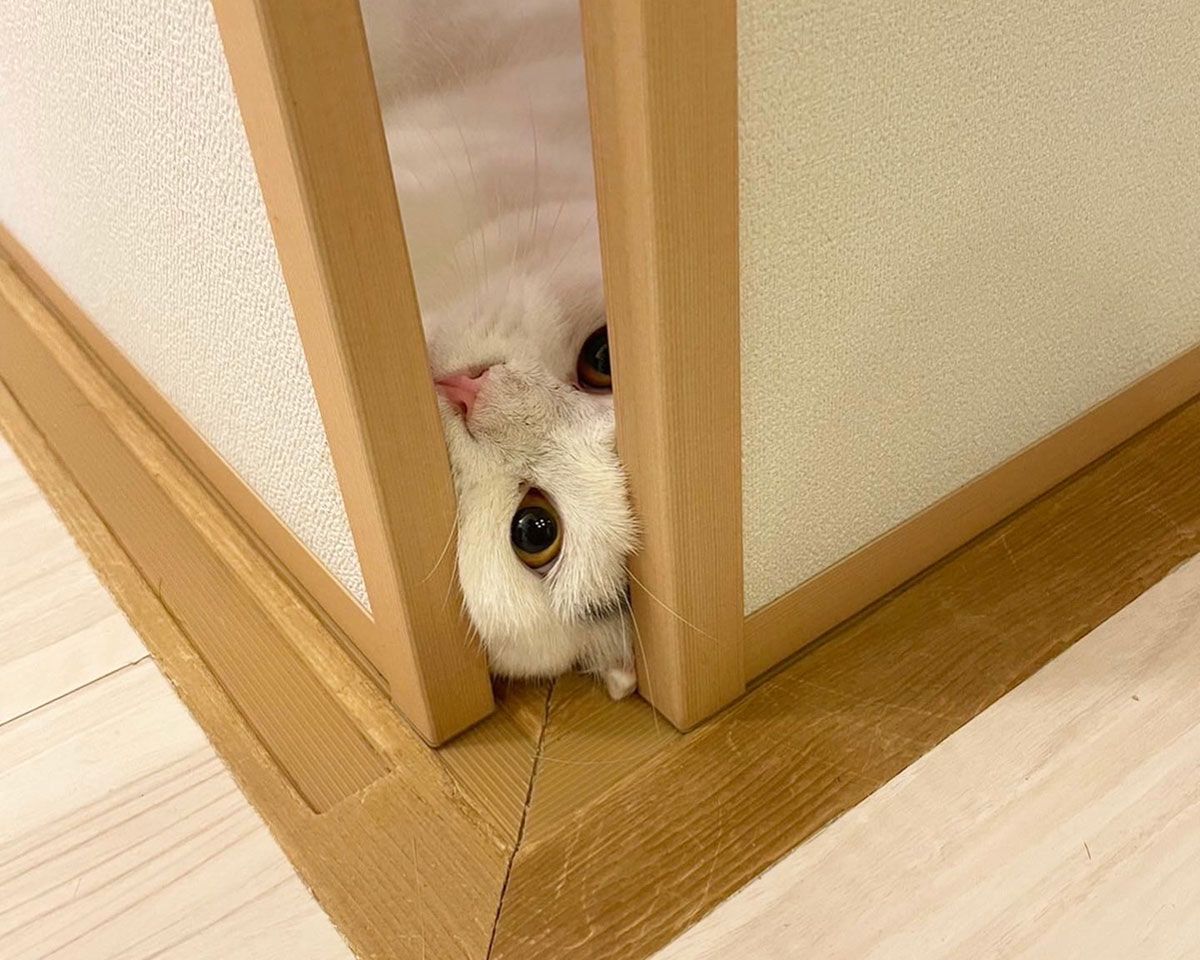 ここから出して〜！【困り眉ハクマル、デレツン暮らし。 vol.8】 | TRILL【トリル】