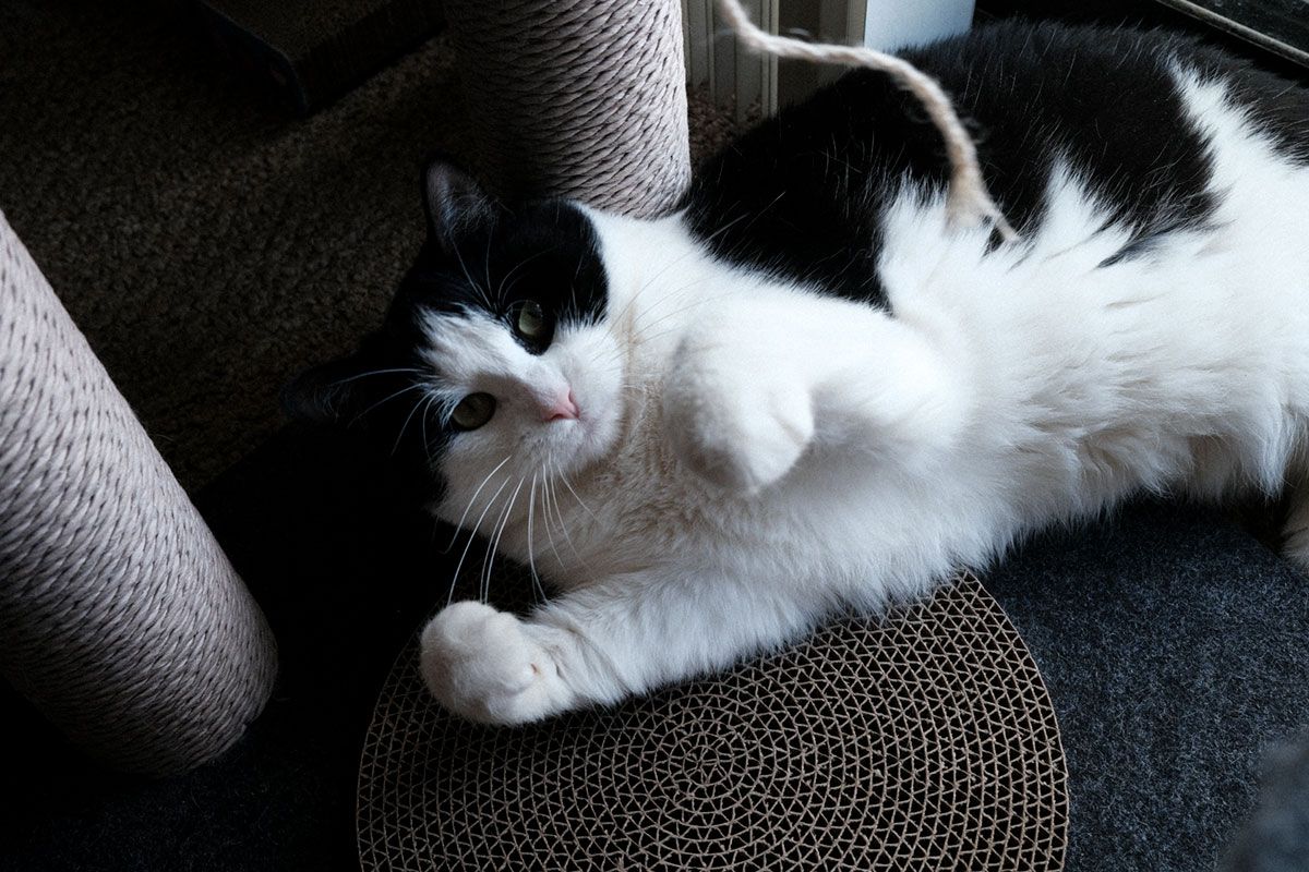 紐マニアなの。【おちゃめMaruのカナダ生活。 vol.62】 | TRILL【トリル】