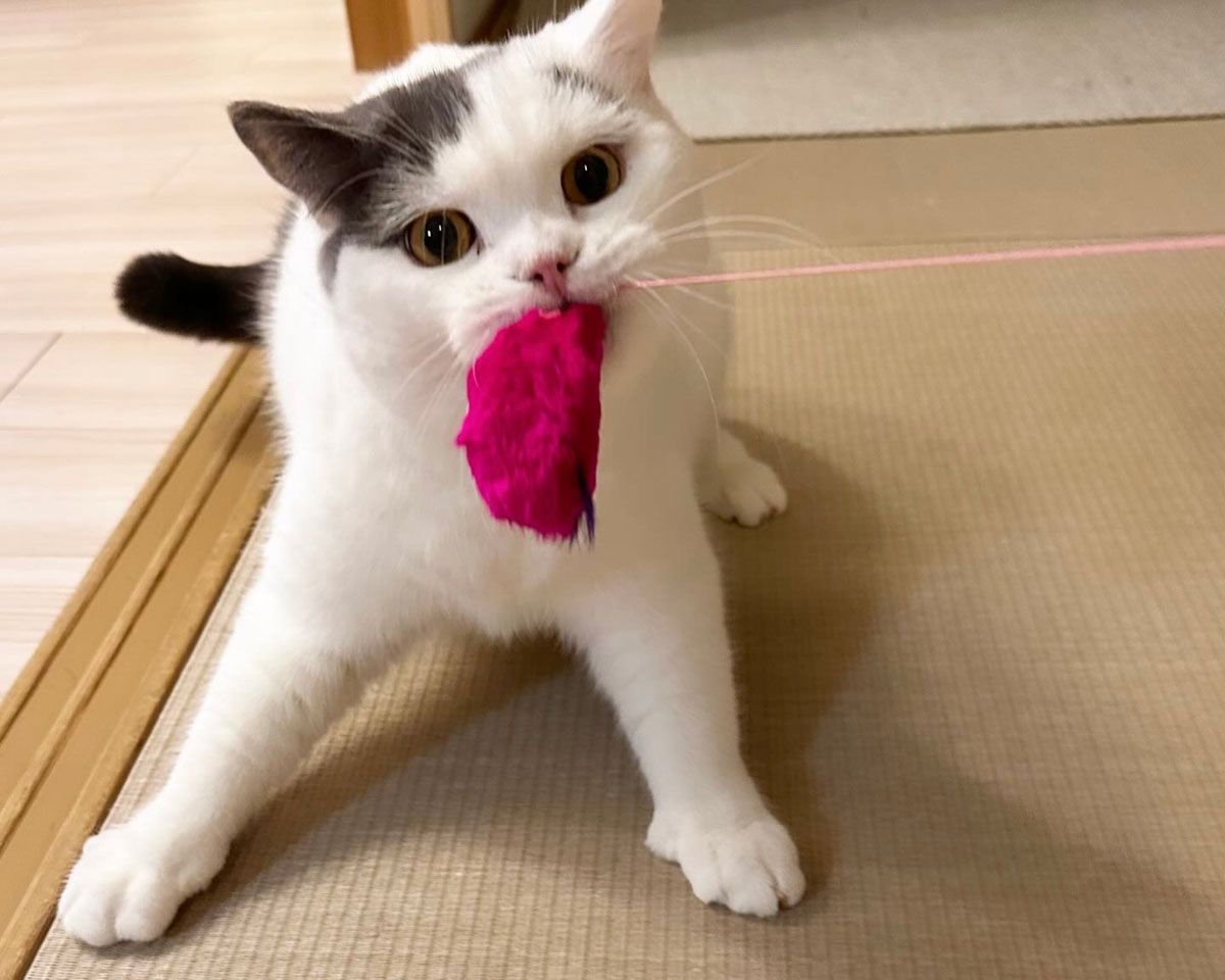 相棒のネズミさん。【困り眉ハクマル、デレツン暮らし。 vol.10】 | TRILL【トリル】