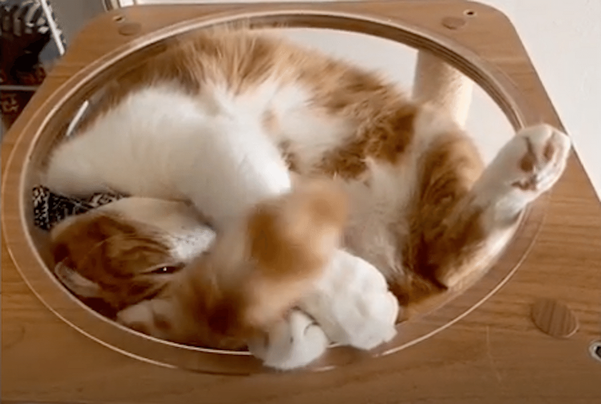 こういう挨拶もアリでしょ。【とろろ、もふもふDays。vol.80】 | TRILL【トリル】