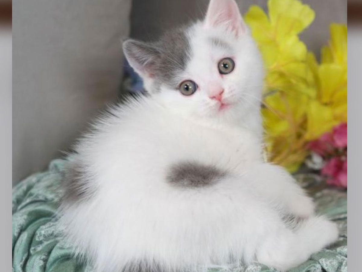 赤ちゃん時代を見せちゃうよ。【困り眉ハクマル、デレツン暮らし。 vol.12】 | TRILL【トリル】