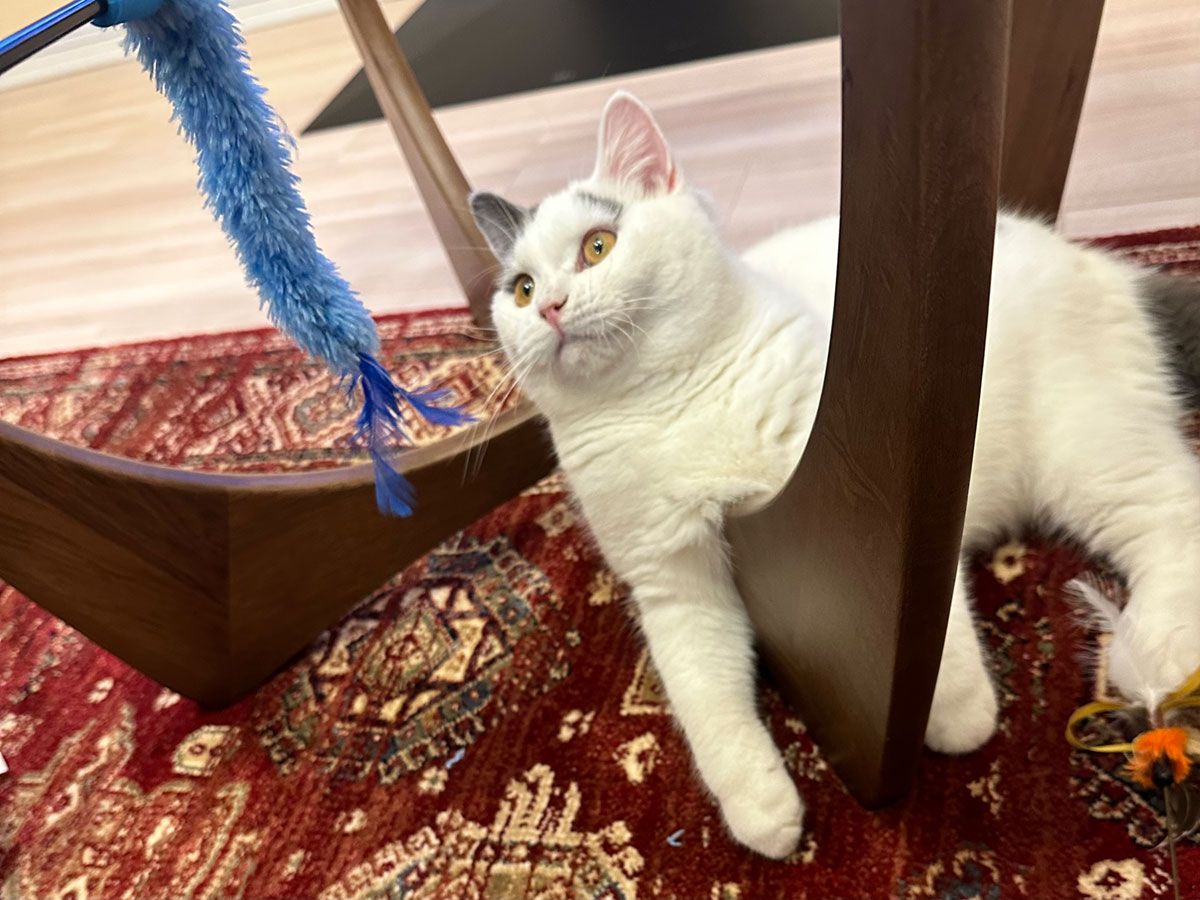 エビフライに奮闘！【困り眉ハクマル、デレツン暮らし。 vol.13】 | TRILL【トリル】