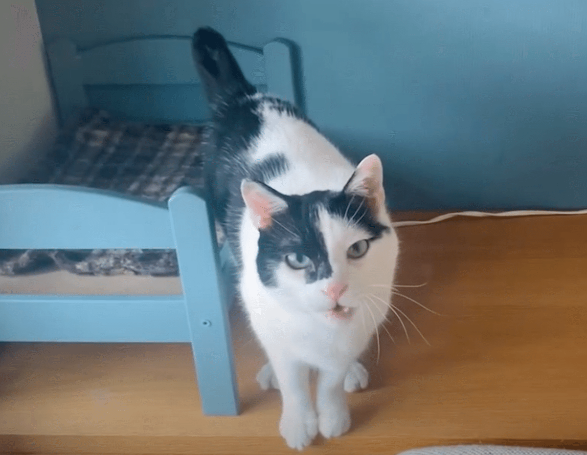 尻尾をビビビ。【〈LOISIR〉デザイナー・前田敬子による、保護猫・えいたと暮らす日常。 vol.54】 | TRILL【トリル】