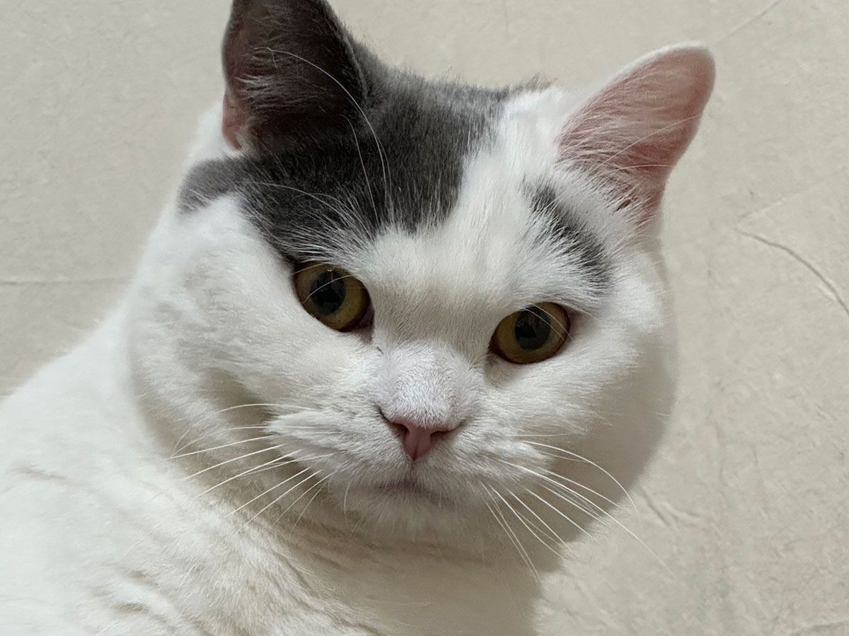 こだわりのヘアスタイル。【困り眉ハクマル、デレツン暮らし。 vol.15】 | TRILL【トリル】