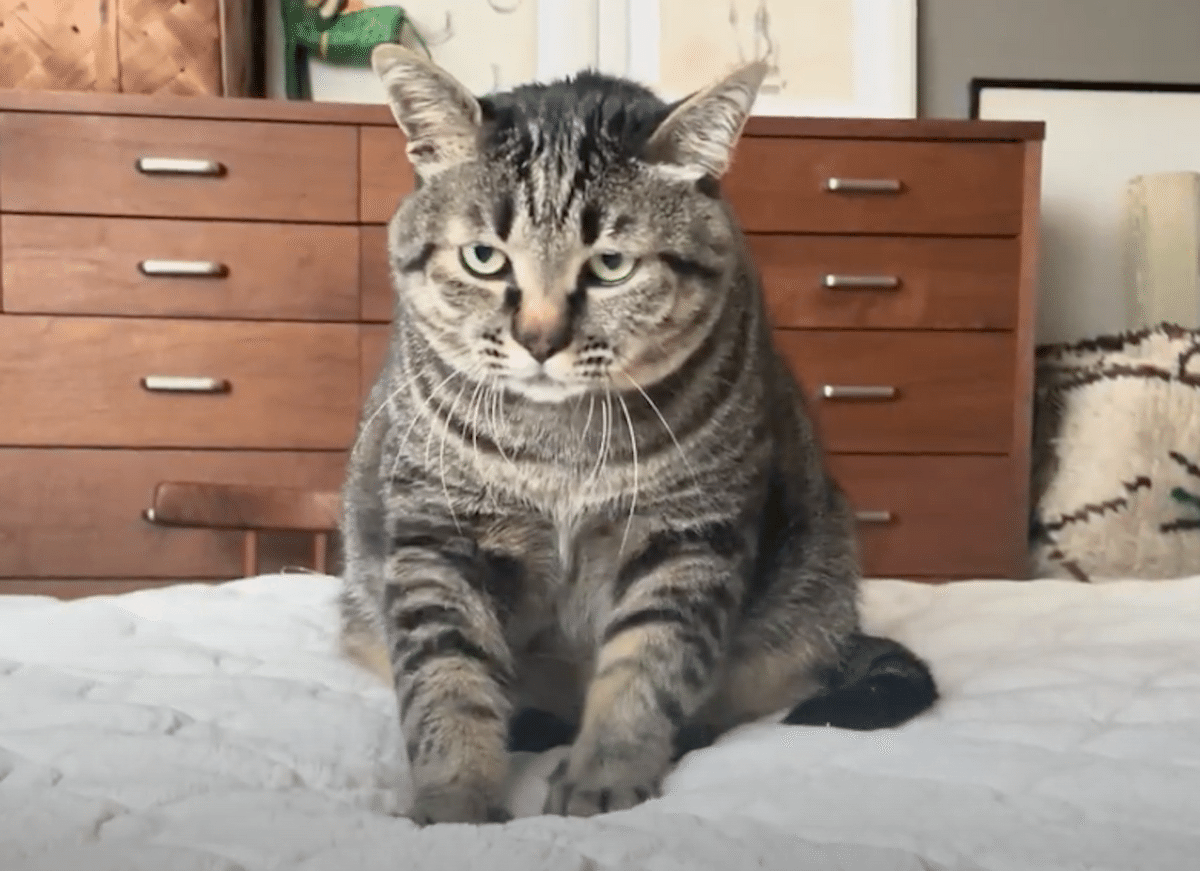 パンこねこね。【ぽっちゃり猫、れみのピースフル記。vol.41】 | TRILL【トリル】