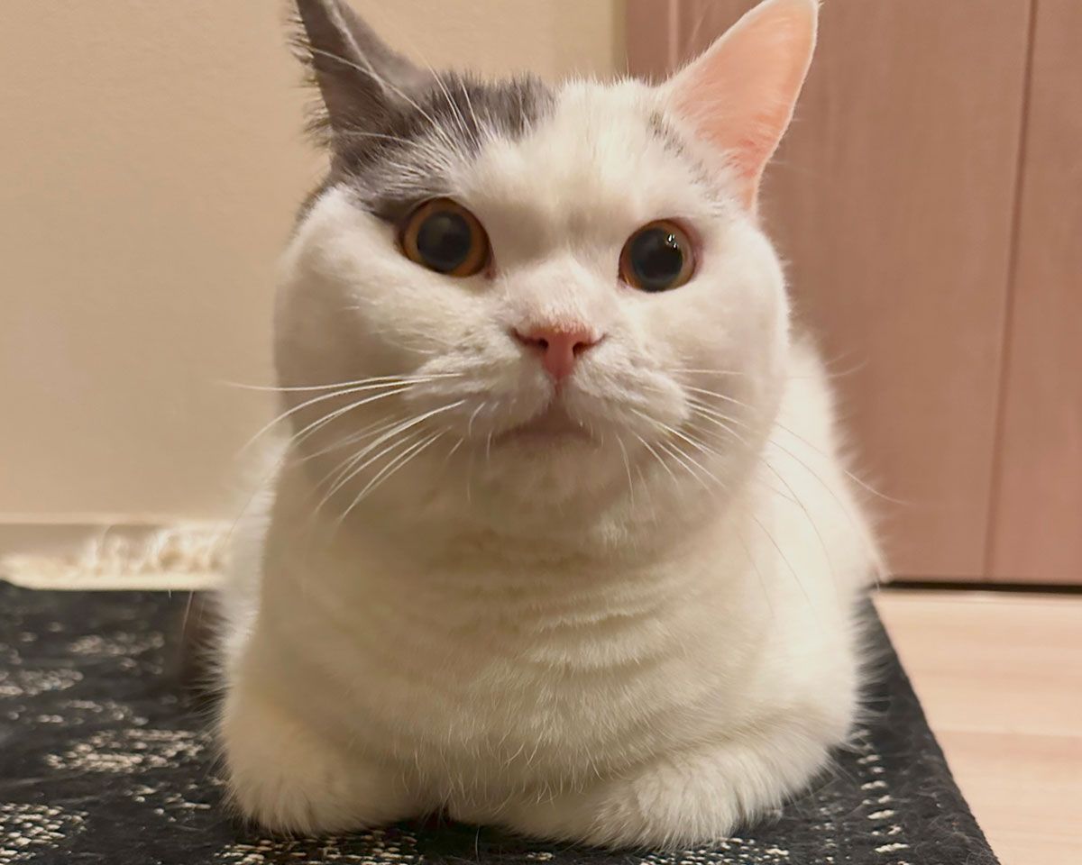 モチモチボディで香箱座り。【困り眉ハクマル、デレツン暮らし。 vol.16】 | TRILL【トリル】