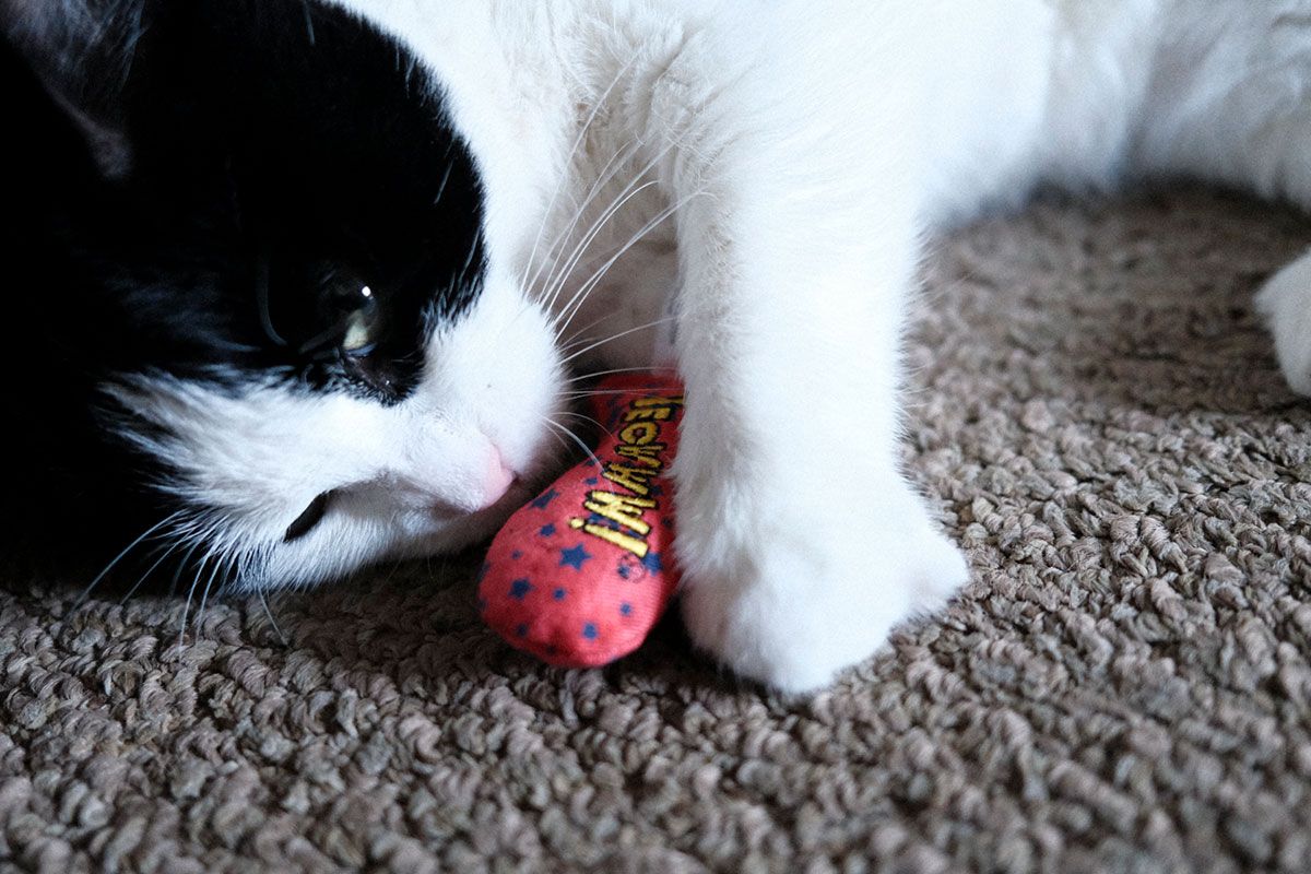 魅惑のおもちゃ。【おちゃめMaruのカナダ生活。 vol.63】 | TRILL【トリル】