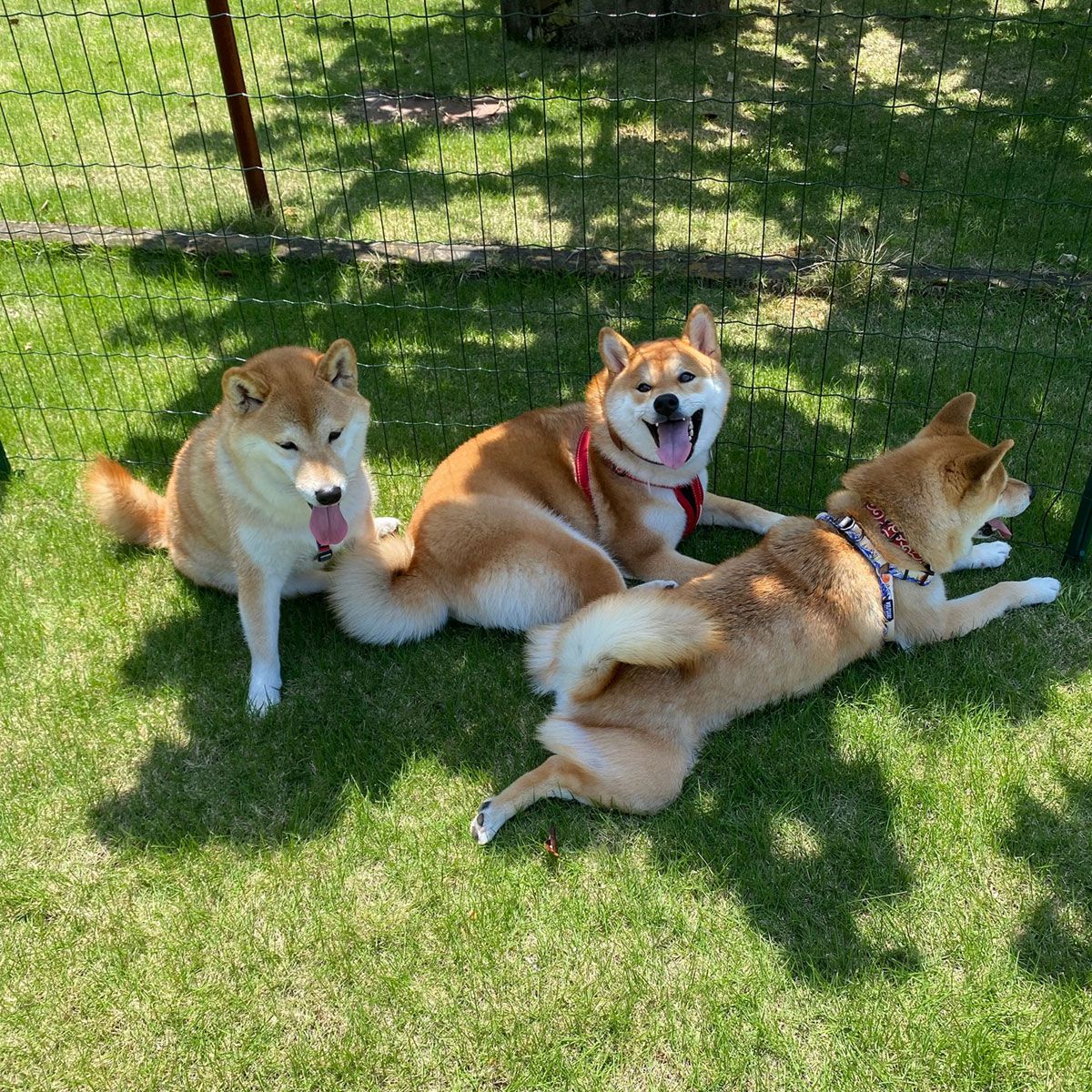 ハルくん、家族集合。 | TRILL【トリル】