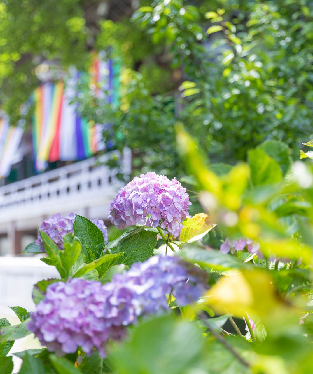 【京都あじさい】拝観無料♪ カラフルな紫陽花が気軽に楽しめる「智積院」【京都花めぐり】 | TRILL【トリル】