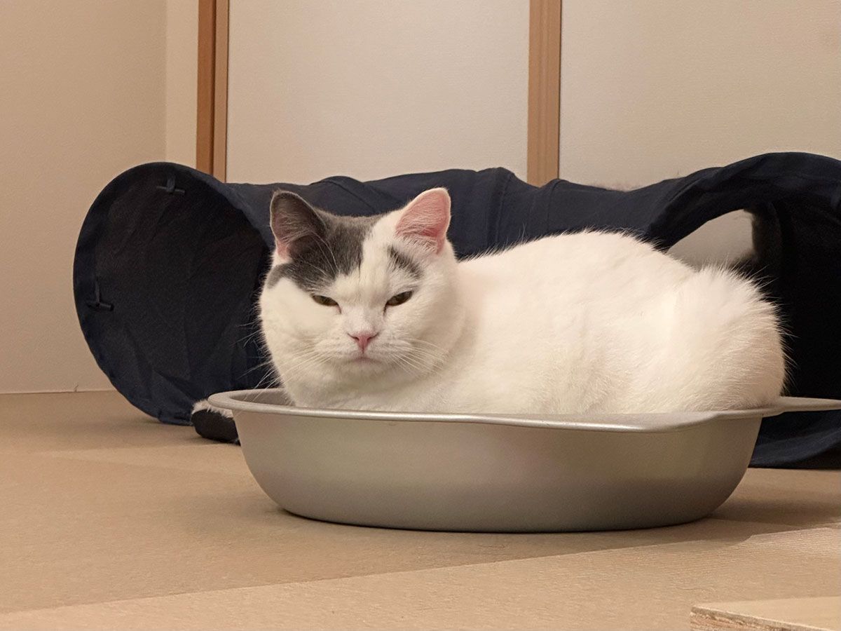 ねこ鍋はいかが？【困り眉ハクマル、デレツン暮らし。 vol.18】 | TRILL【トリル】