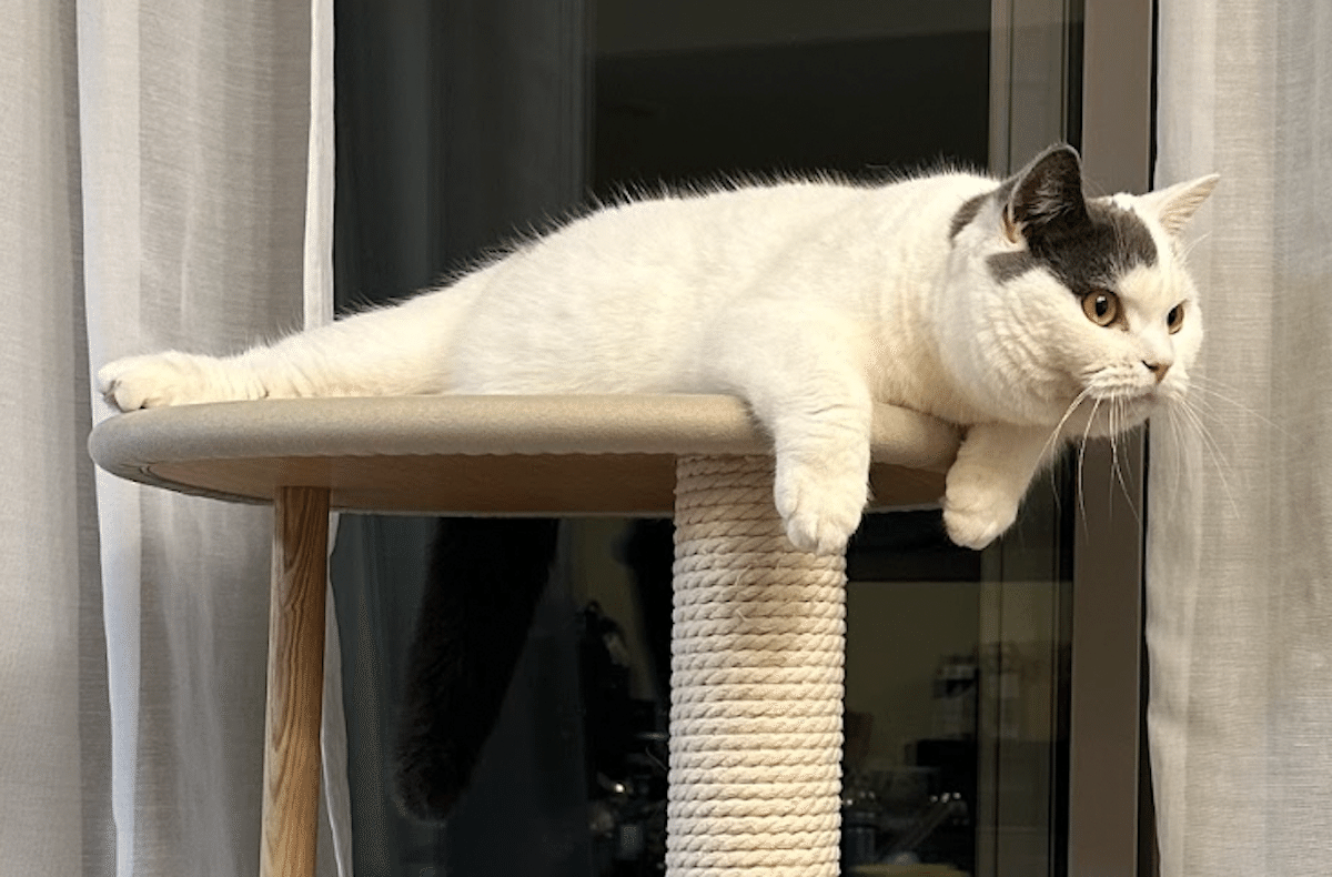 アザラシじゃないよ！【困り眉ハクマル、デレツン暮らし。 vol.19】 | TRILL【トリル】