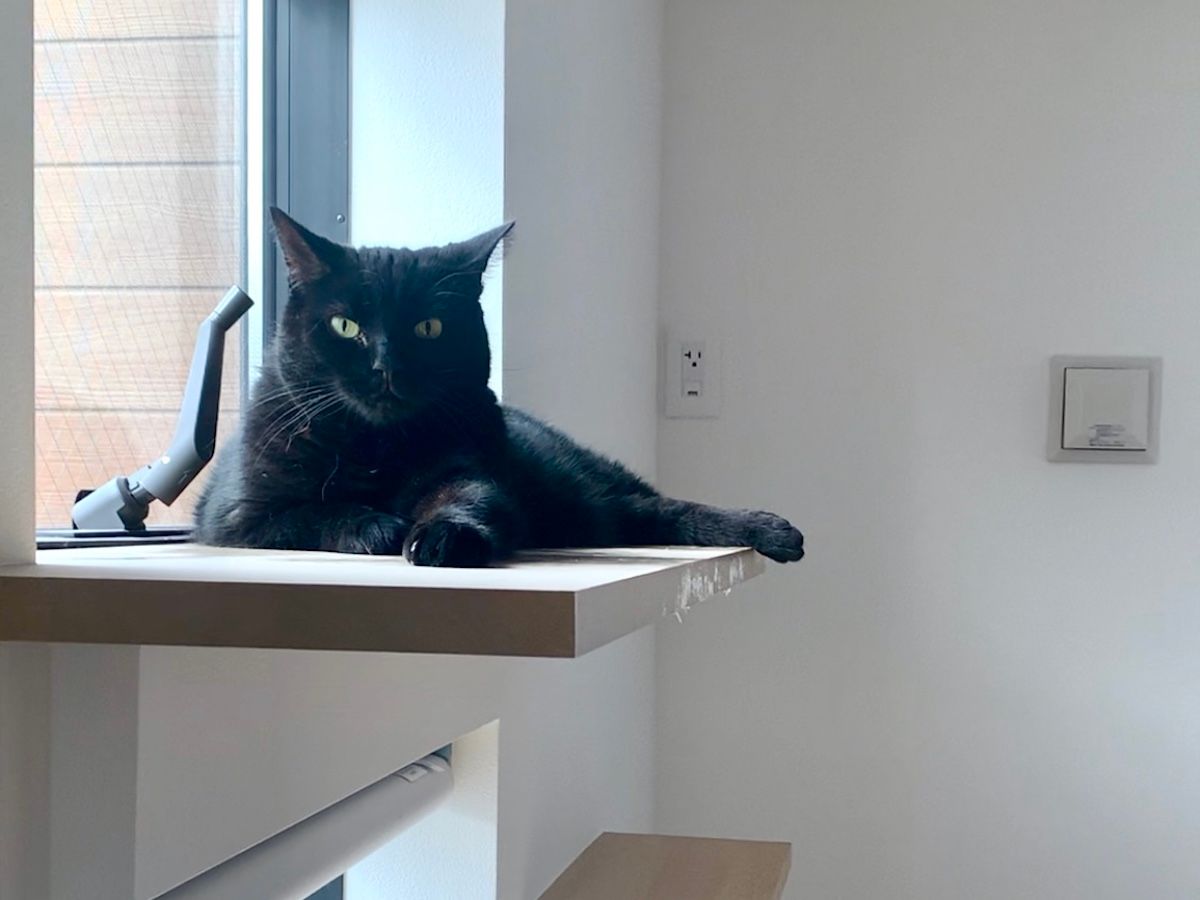 ヒミツの猫窓。【黒猫ギネスと茶トラのピムス。仲良し兄弟のベターライフ日記。vol.123】 | TRILL【トリル】