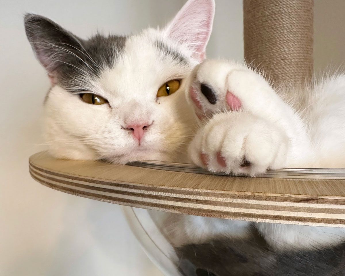 宇宙船の使い方。【困り眉ハクマル、デレツン暮らし。 vol.20】 | TRILL【トリル】