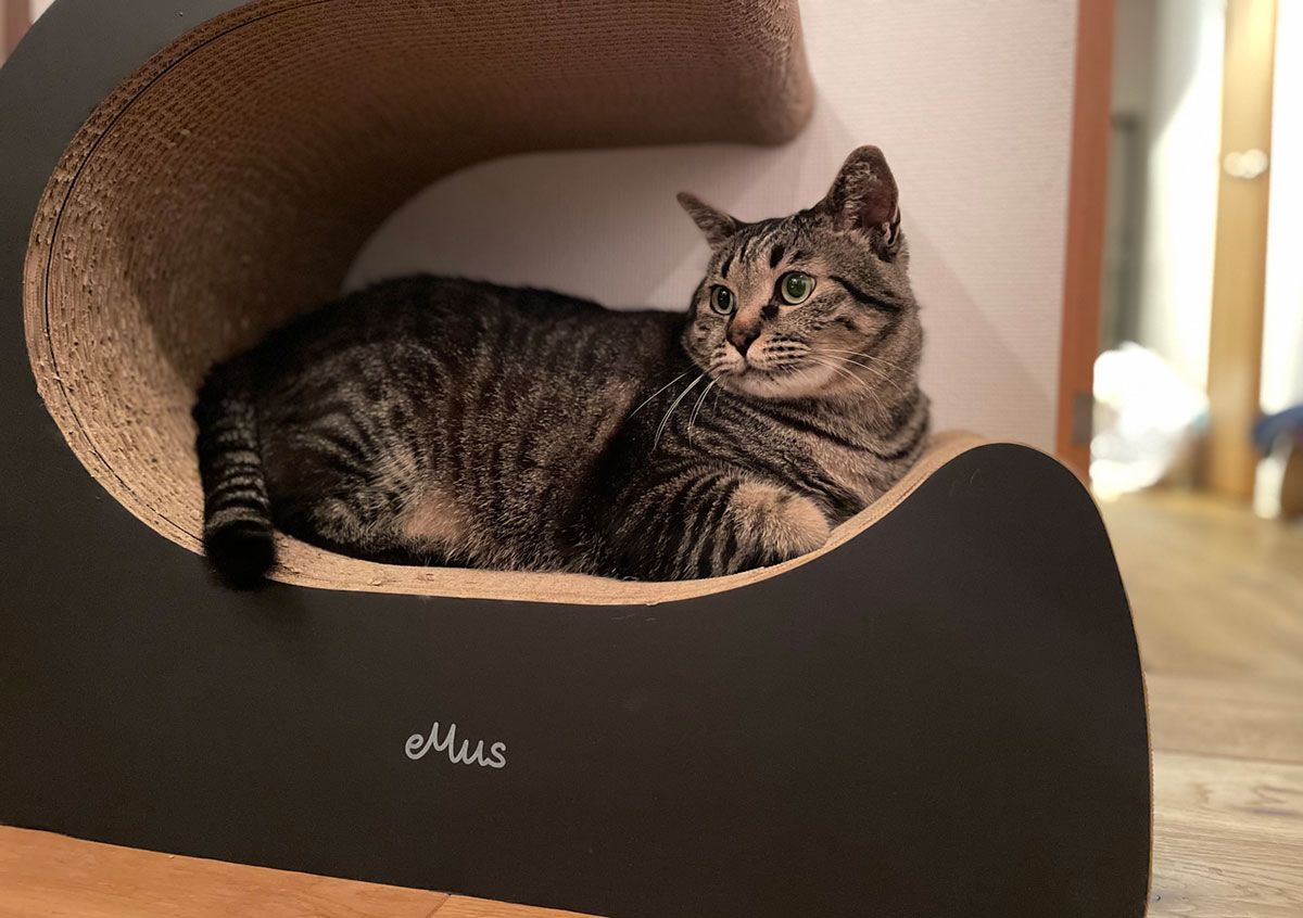 ベッドじゃ物足りないねん。【ぽっちゃり猫、れみのピースフル記。vol.42】 | TRILL【トリル】