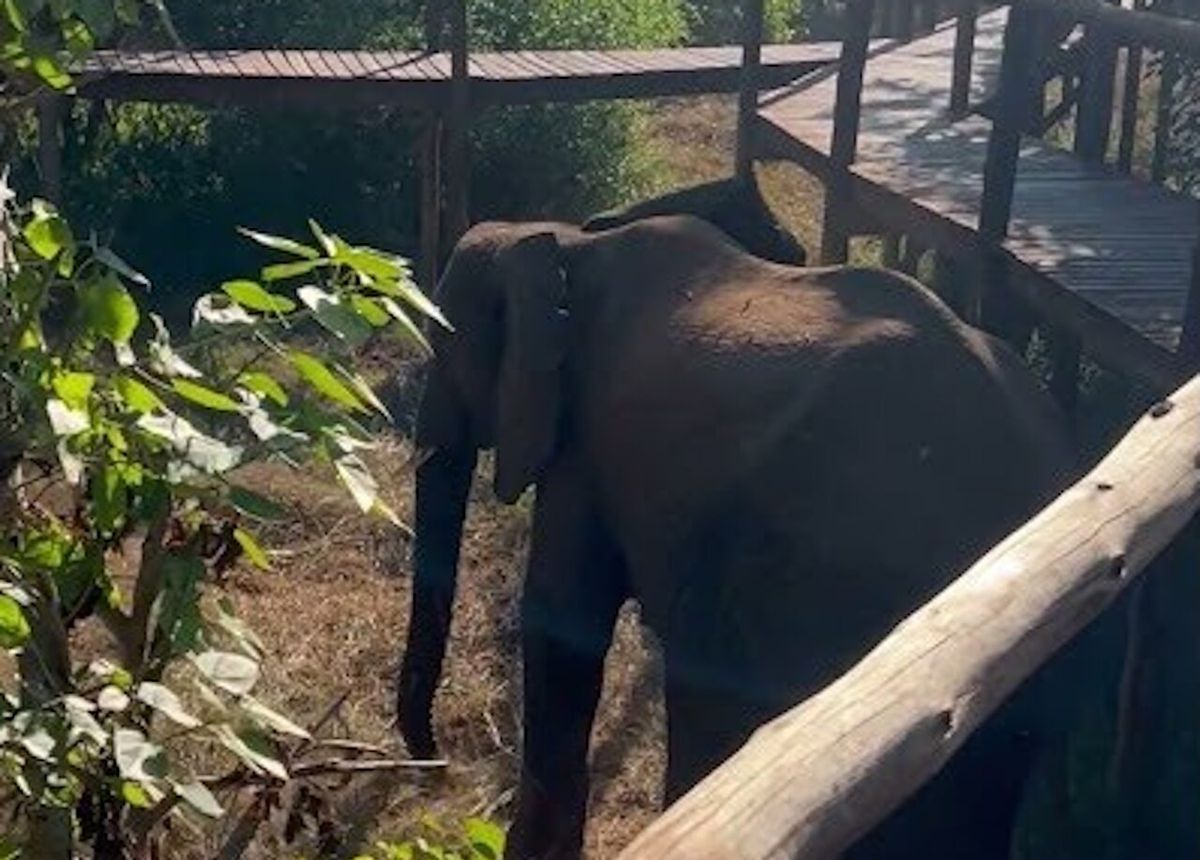 体の大きなゾウが・・！身をかがめて背よりも低い橋を通過中！！【海外・動画】 | TRILL【トリル】