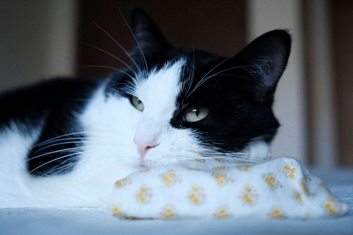 あたちの枕の秘密。【おちゃめMaruのカナダ生活。 vol.64】 | TRILL【トリル】