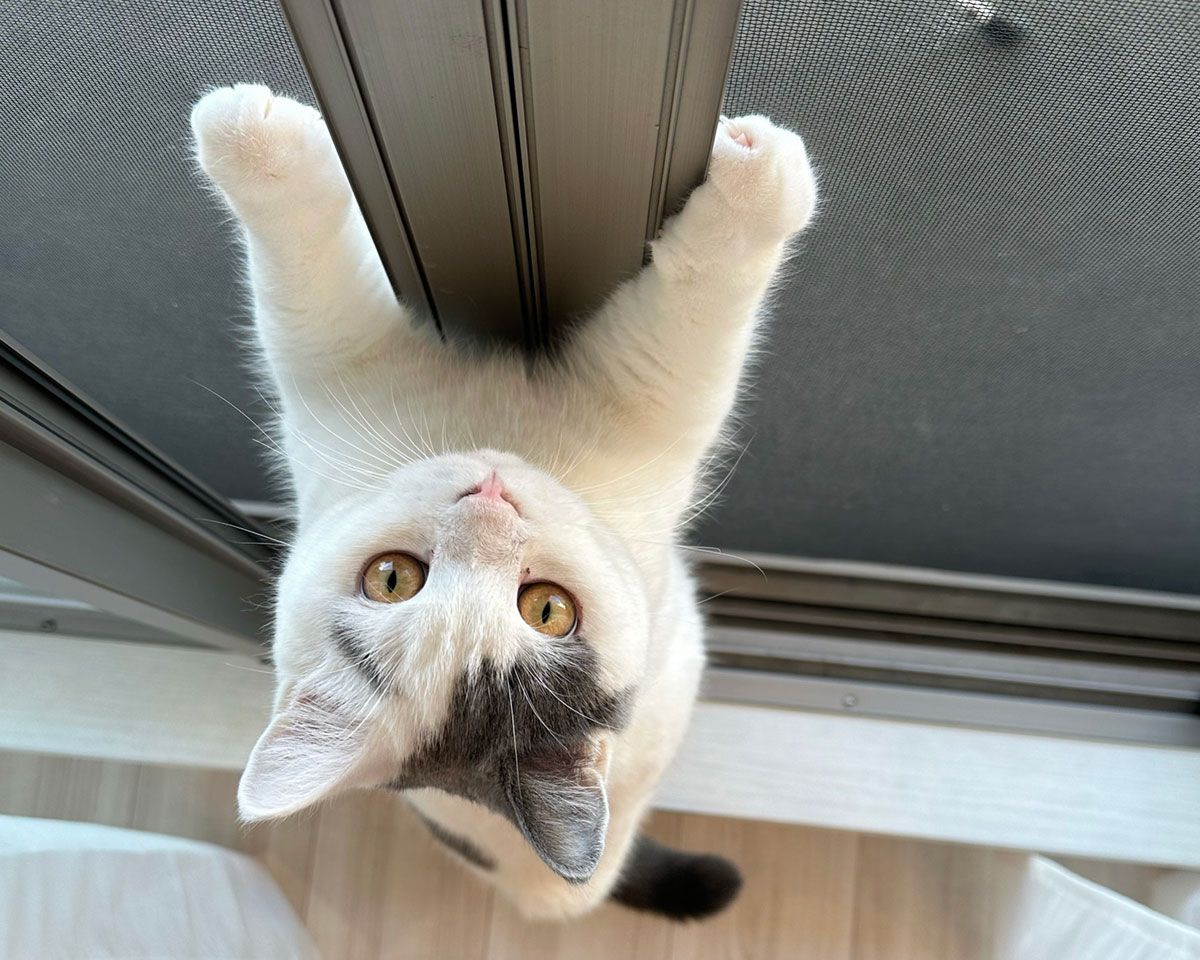 今日もベランダニャルソック！【困り眉ハクマル、デレツン暮らし。 vol.24】 | TRILL【トリル】