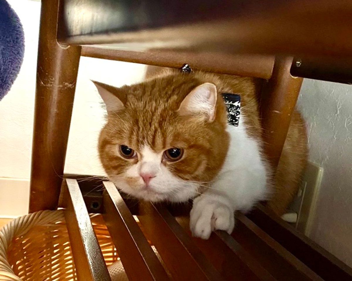 謎の訪問者！？【とろろ、もふもふDays。vol.82】 | TRILL【トリル】