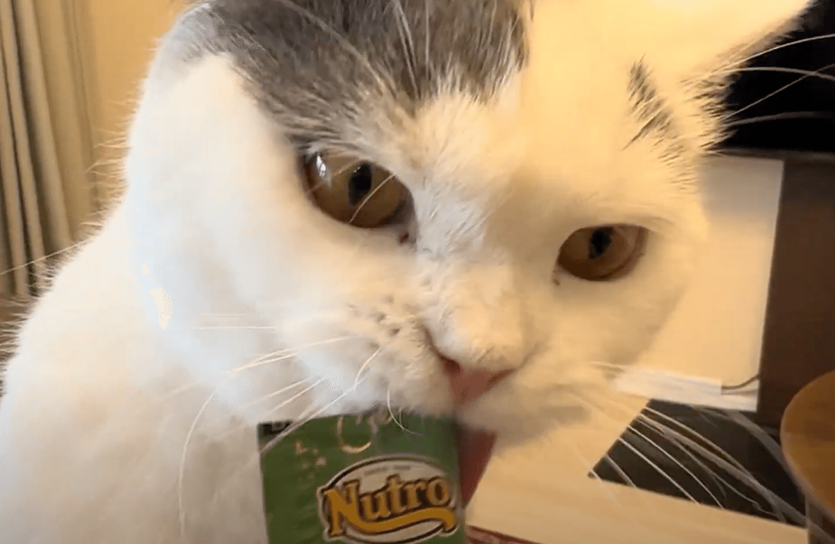 お利口さんには、ご褒美おやつ。【困り眉ハクマル、デレツン暮らし。 vol.25】 | TRILL【トリル】