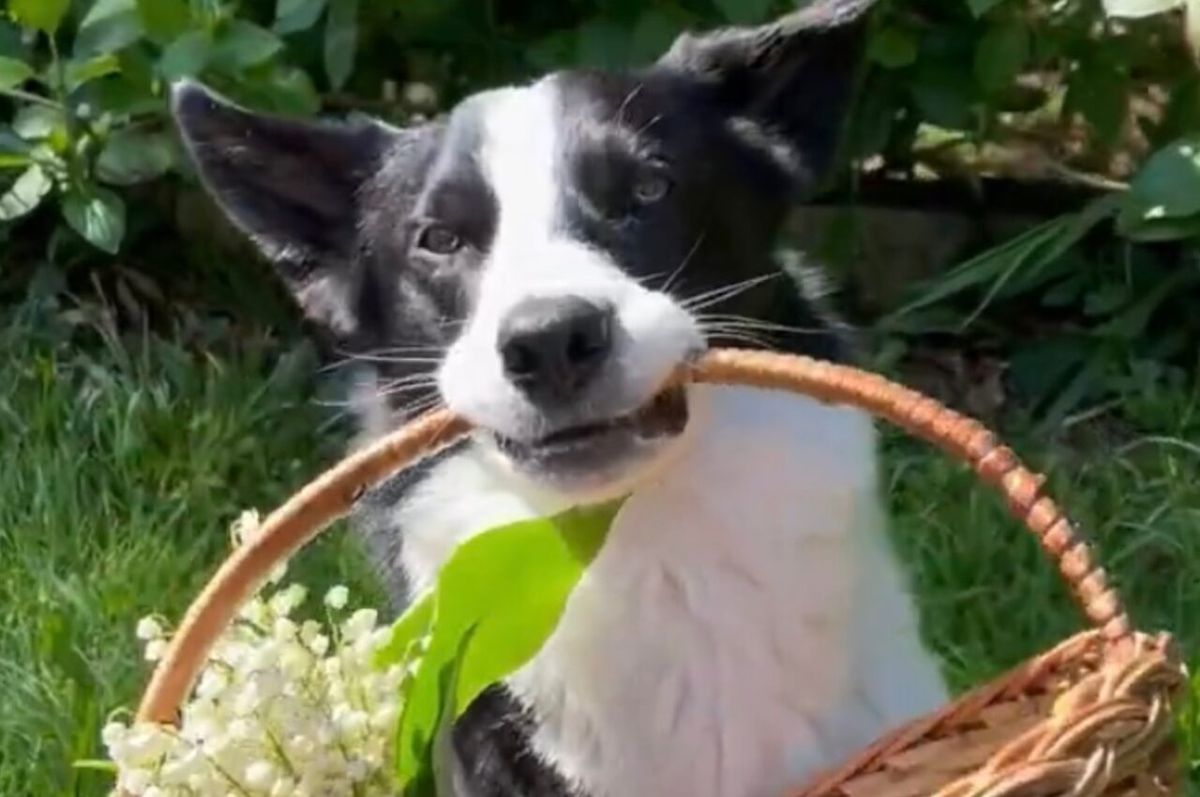 ボーダーコリーがお花を運んできてくれた！バスケットをくわえたキュートな行動に感激！【海外・動画】 | TRILL【トリル】