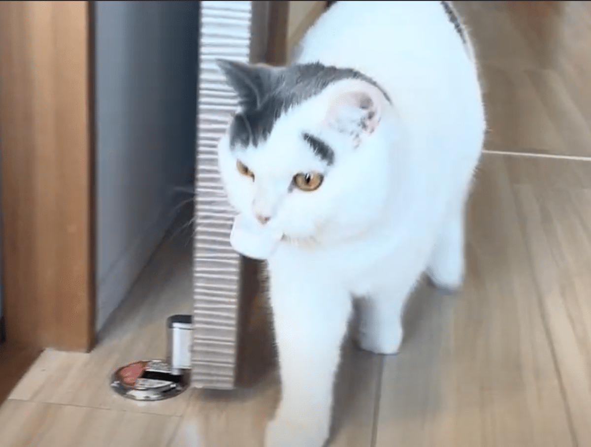 今日もせっせと運びますよ。【困り眉ハクマル、デレツン暮らし。 vol.27】 | TRILL【トリル】