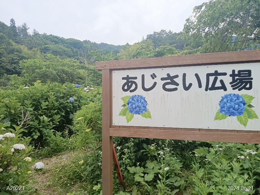 【伊達市】自然豊かな月舘町であじさいを愛でる「あじさい小径」 | TRILL【トリル】