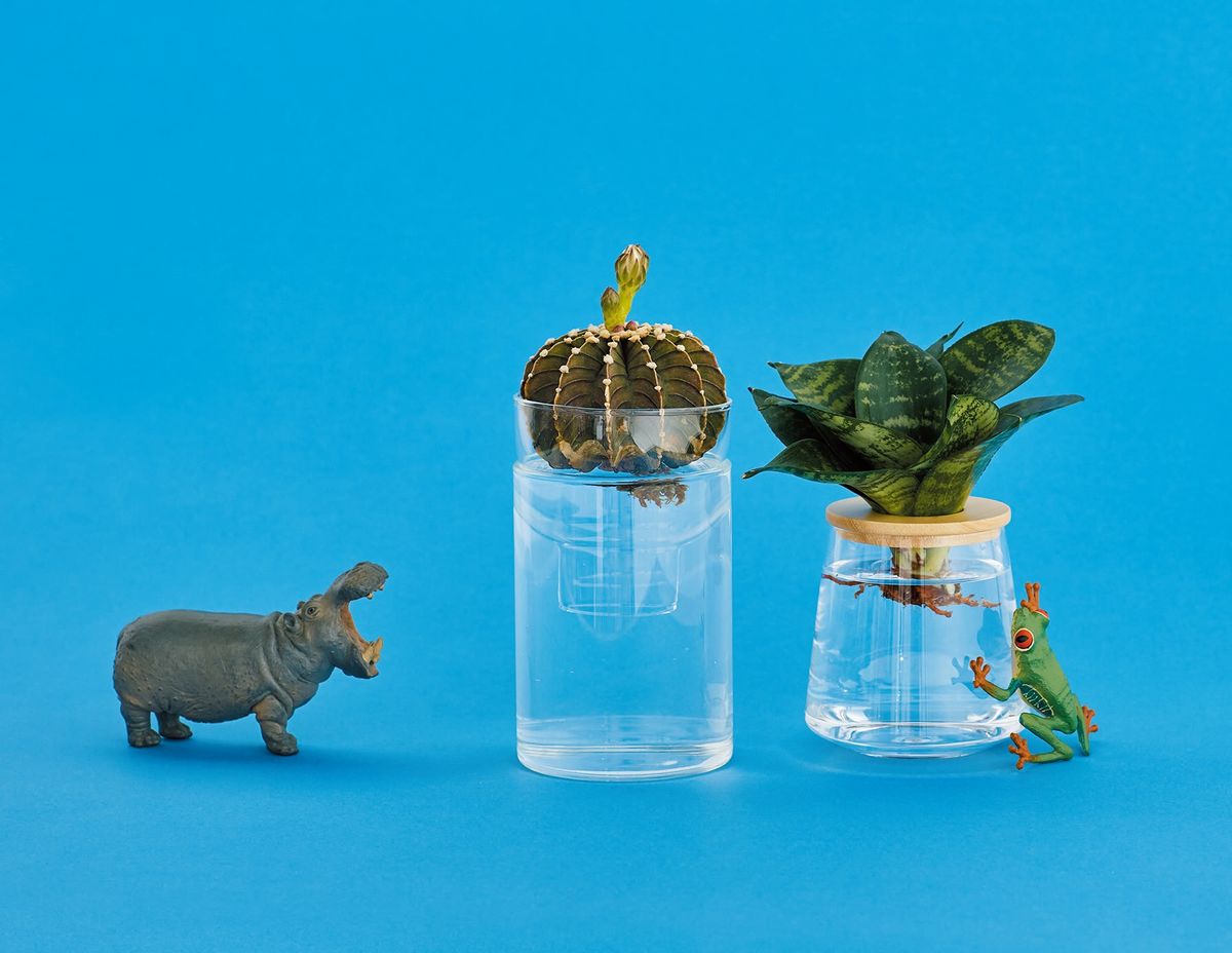 水やりや虫の心配も少ない！ 初心者でも手軽に育てられる“ミニグリーン” | TRILL【トリル】