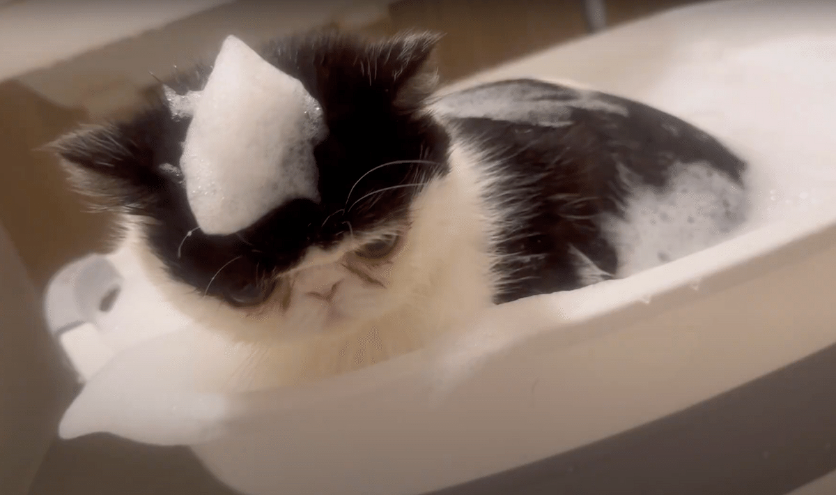 いい湯だな♪ ちろりver. (【おちょこ、ぽのぽのだより。vol.161】 | TRILL【トリル】