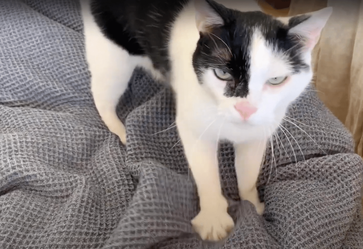 甘えたいときは、ふみふみ発動。【〈LOISIR〉デザイナー・前田敬子による、保護猫・えいたと暮らす日常。 vol.55】 | TRILL【トリル】