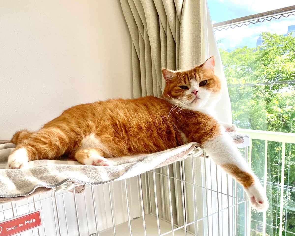 握手会、開催中。【とろろ、もふもふDays。vol.84】 | TRILL【トリル】