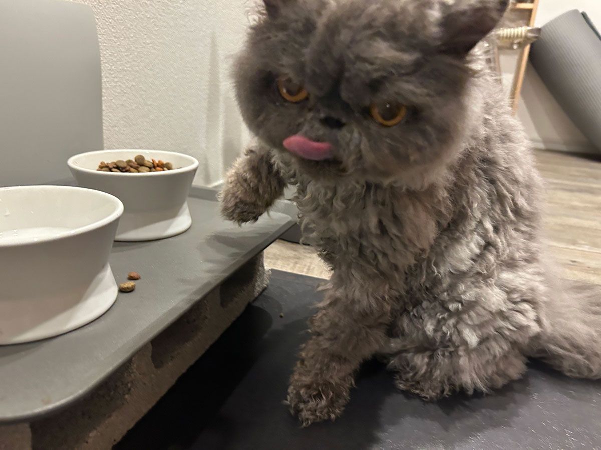 今日もごはんバトル。【 ねことこねこ、ふかふか通信。 vol.8】 | TRILL【トリル】