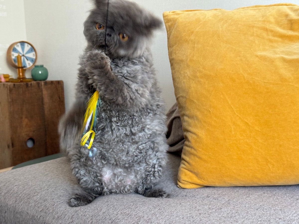 紐取り上手はどっち？【 ねことこねこ、ふかふか通信。 vol.10】 | TRILL【トリル】