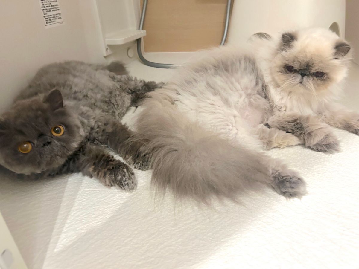 結局一緒にゴロゴロするの。【 ねことこねこ、ふかふか通信。 vol.11】 | TRILL【トリル】