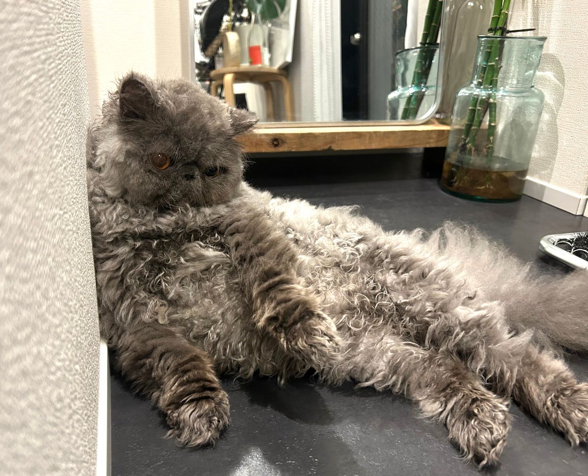 たまの脱力も大切です。【 ねことこねこ、ふかふか通信。 vol.12】 | TRILL【トリル】