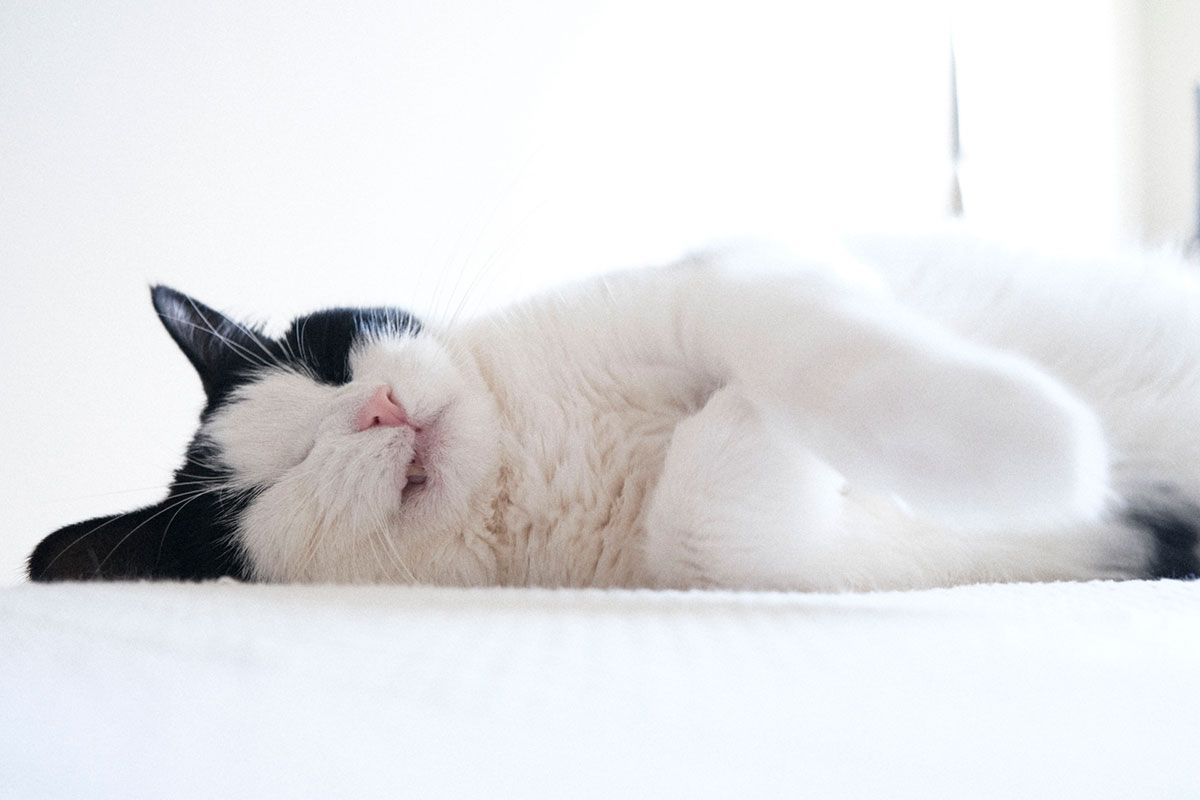 ラッコちゃんにもなれるわよ。【おちゃめMaruのカナダ生活。 vol.67】 | TRILL【トリル】